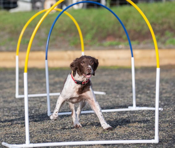 Tui-Na Massage – Acuvetpet